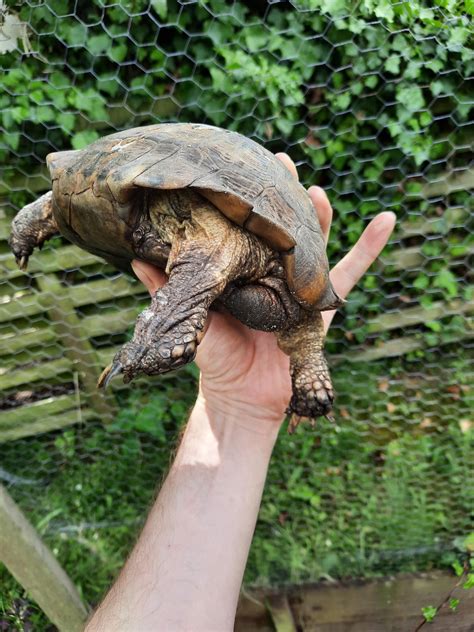 Is This A Greek Tortoise And What Sex Is It Rtortoise