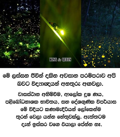 King 🥺🥺🥺 අනේ Facebook