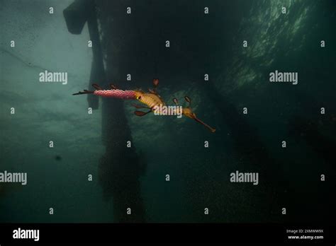 Mating Life Of Port Philip Bay Stock Photo Alamy