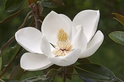 Southern Magnolia Tree Care Growing Southern Magnolias In Your Garden