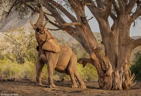 Lazy Elephants Jump Slowly And Sit Regularly