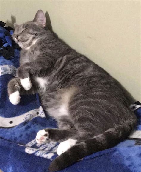 3129 Best Lou Images On Pholder Brawlstars Aww And Pan Porn