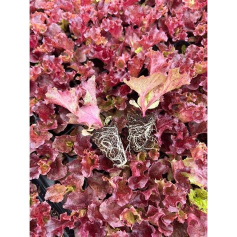 ต้นกล้าผักสลัด เรดคอรัล 20ต้น ไฮโดรโปรนิกส์ พร้อมปลูก มีสายพันธุ์ สลัดแก้ว ฟินเล่ย์ กรีนโอ๊ค เรด