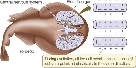 Electric Eel Electric Organ