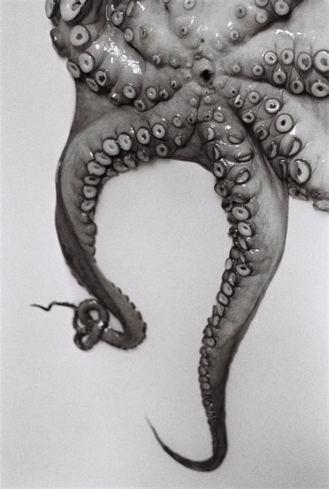 Body Object Taxonomy Various Editorials