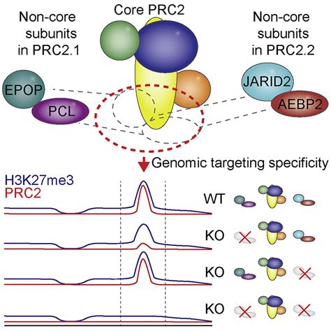 Non Core Subunits Of The Prc2 Complex Are Collectively Required For Its