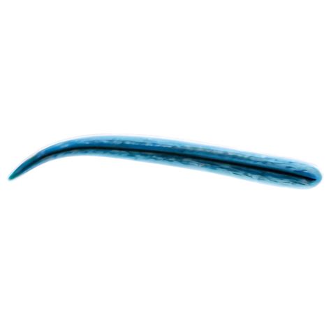 Download Cat Tail Png Yvd