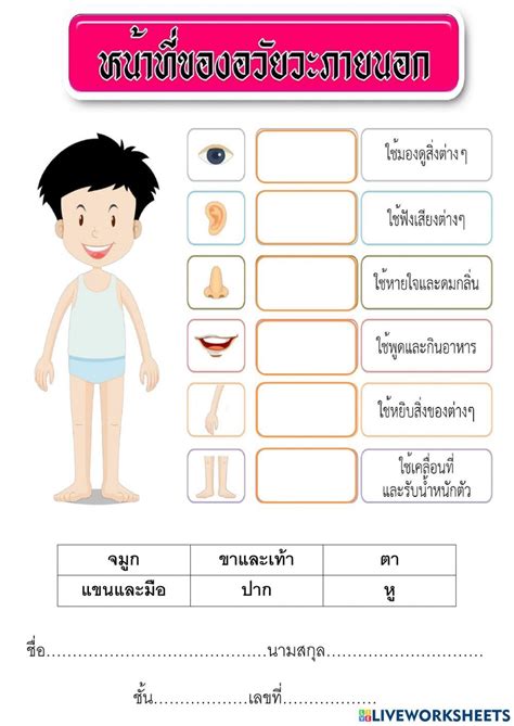 ใบงานวิทย์ป 1 เรื่อง หน้าที่อวัยวะภายนอกร่างกาย Worksheet สุขศึกษา ครู การศึกษา
