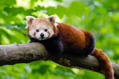 Data Handling Using Pandas Cleaning And Processing By Saptashwa