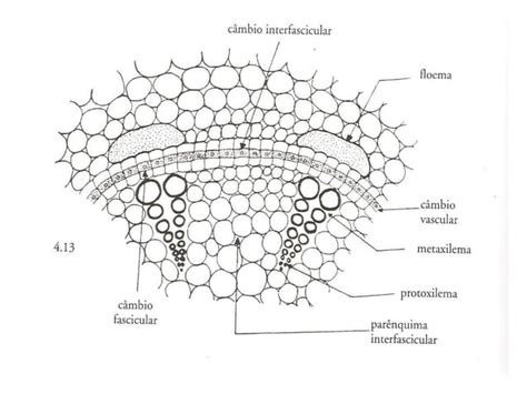 Anatomia Do Caule