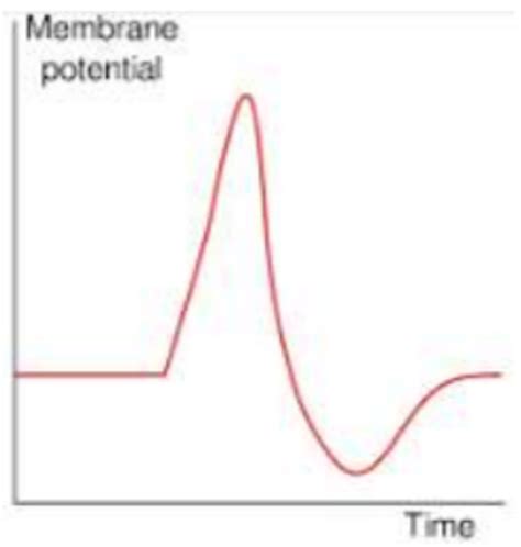 Diagram Of Membrane Potential Graph Name Description Quizlet