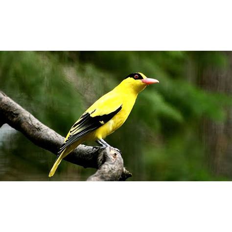 Jual Kepodang Emas Jawa Shopee Indonesia