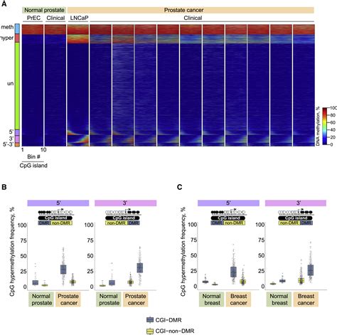 Dna Hypermethylation Encroachment At Cpg Island Borders In Cancer Is