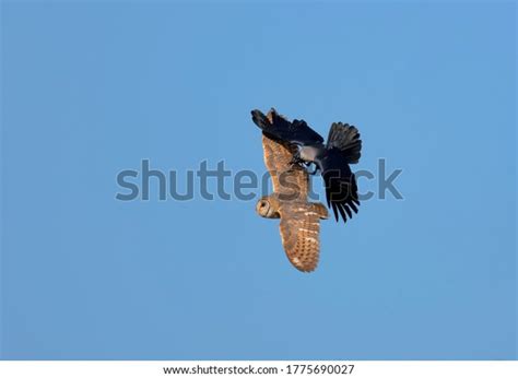 24 Imágenes De Owl Vs Crow Imágenes Fotos Y Vectores De Stock