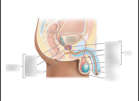 Male Reproductive 3 Diagram Quizlet