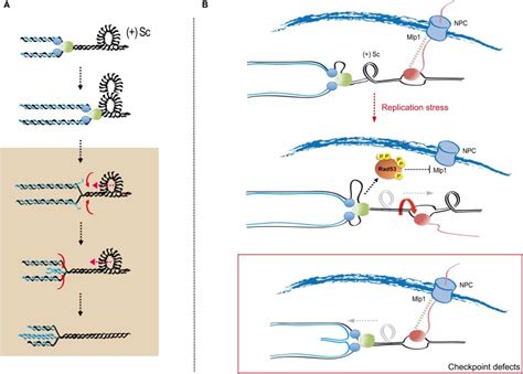 Replication Fork Reversal And Checkpoint Mediated Topological