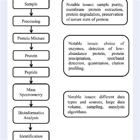 Typical Process Of Ms Based Proteomics Studies Download Scientific