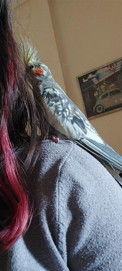 My Cockatiel Keeps Mimicking The Sound Of The Phoneits Funni But So