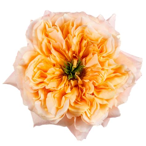 Melon X Pression Matiz Roses