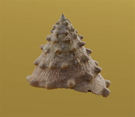 seashell 3d model turbosquid 2063505