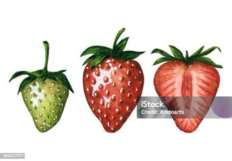 하얀 배경에 분리된 빨강과 초록색 열매가 있는 신선하고 육즙이 많은 딸기 세트 손으로 그린 수채화 음식 삽화 배경 패턴 엽서