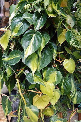 Pruning Philodendron Plant Is Easy Philodendron Plant