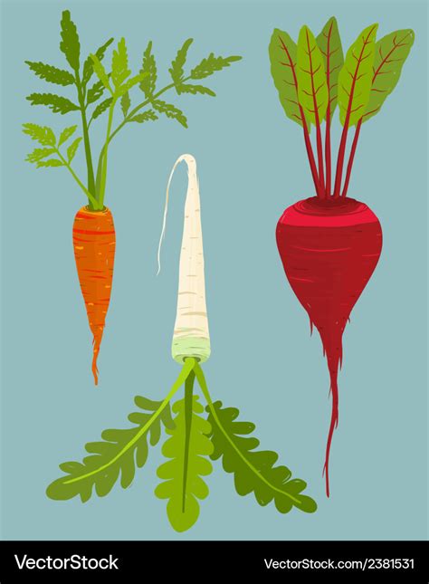 Growing Root Vegetables Set With Green Leafy Top Vector Image