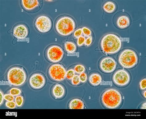 Green Algae Light Micrograph The Unicellular Freshwater Green Algae