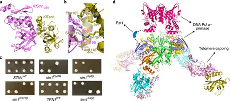 The Architecture Of The Cst Complex A Overall Structure Of The