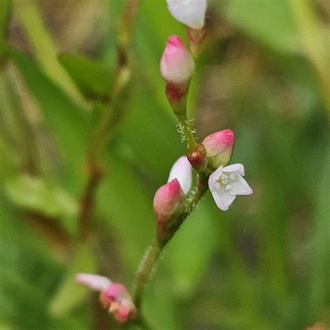 좁은잎미꾸리낚시