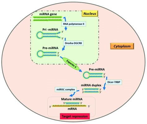 Canonical Pathway Of Mirna Production Download Scientific Diagram