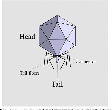 Figure 4 From Bacteriophage Taxonomy And Classification Semantic Scholar
