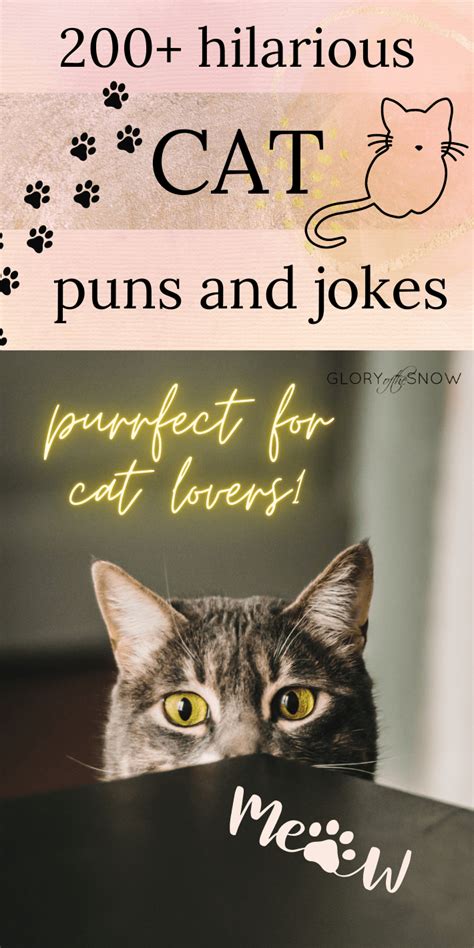 Claw Some Humor 200 Purrfectly Hilarious Cat Puns And Jokes Glory