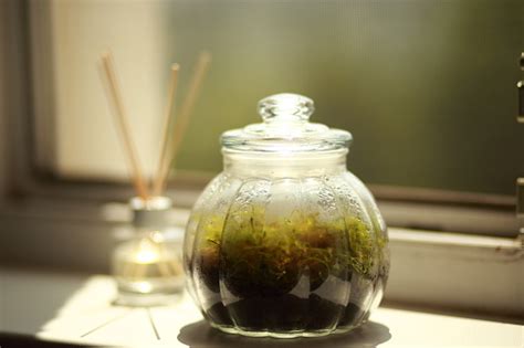 유리 항아리에서 자라는 이끼와 창턱에 나무 막대기가 서 있는 향기로운 디퓨저 숲에 대한 스톡 사진 및 기타 이미지 숲 아늑한 탁자 Istock