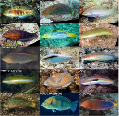 In Defense Of Rudies Wrasses Reef Builders The Reef And Saltwater