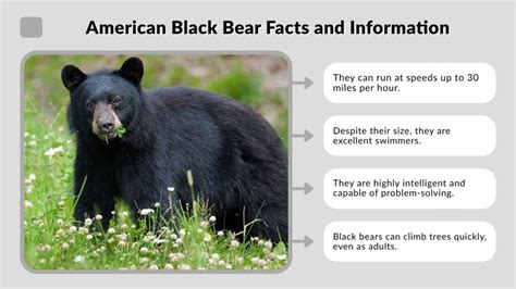 American Black Bear Facts Habitat Diet Size And Behavior Guide