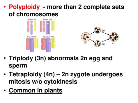 The Chromosomal Theory Of Inheritance Ppt Download