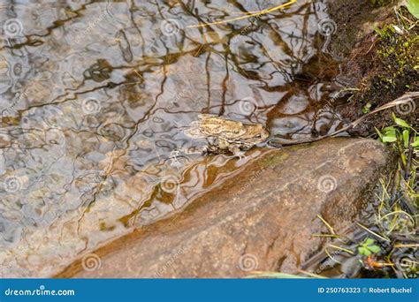 Mating Frogs In A Small Lake In The Alps In Spring Time Stock Image Image Of Amours