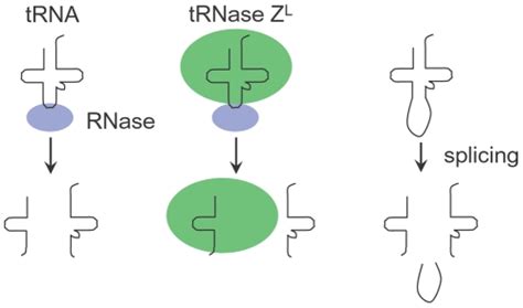 See Text For A Detailed Description Possible Pathways For Generation Download Scientific