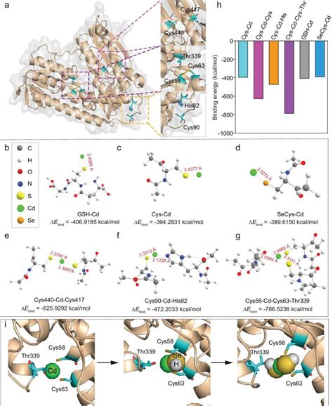 魔德科技案例：分子动力学模拟对des和ep萃取机理的探讨 四川魔德科技有限公司
