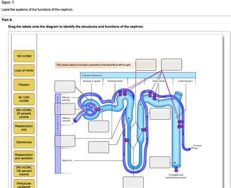 Label The Systems And Functions Of The Nephron Part A Drag The Labels Onto The Diagram To