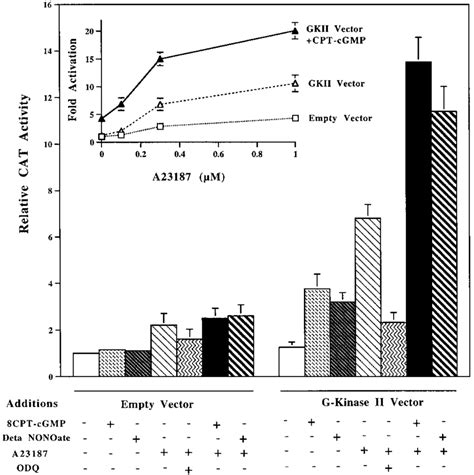 Effects Of No And Calcium On The Fos Promoter In G Kinase Deficient And