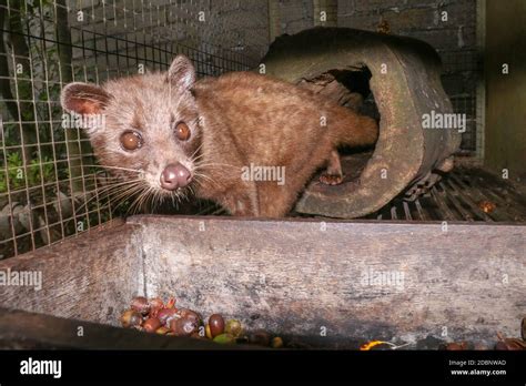 Asian Palm Civet The Animal Used For The Production Of Expensive