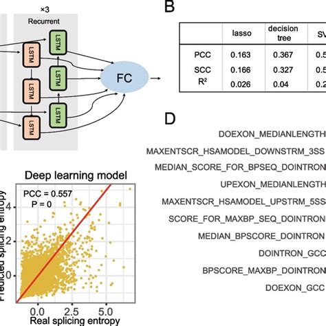 Evolution Of Splicing Complexity A Spearman Correlation Between Human Download Scientific