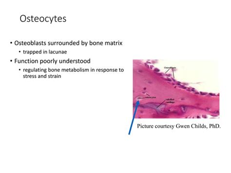 1structure And Function Of Mss Lecture1ppt
