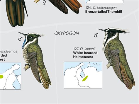 First Ever Illustrated Global Bird Classification Reveals 400 New