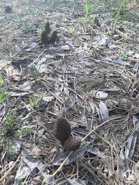 У Чорнобильській зоні «пішли химерні гриби фото Вечірній Київ