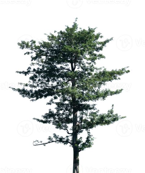 Tree Cut Out Isolated Element 23206730 Png