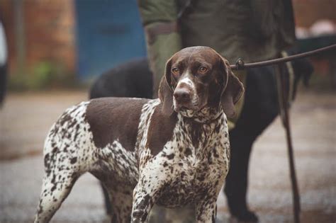 The History Of The Pointer Shooting Uk