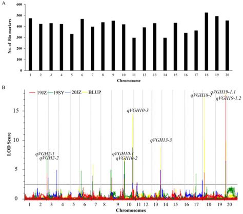 Ijms Free Full Text Qtl Mapping Of Soybean Glycine Max Vine